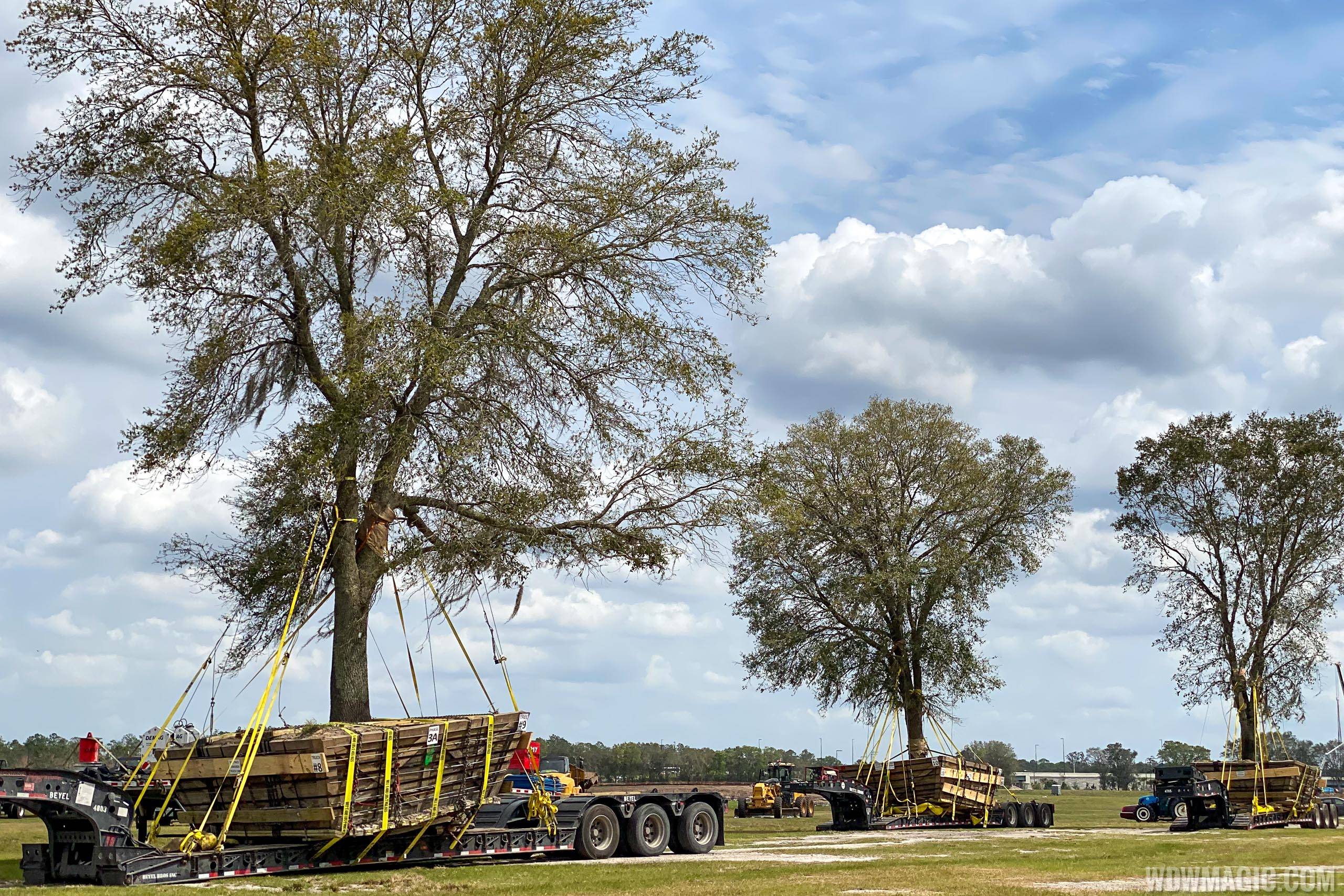 Large Tree Transplanting
